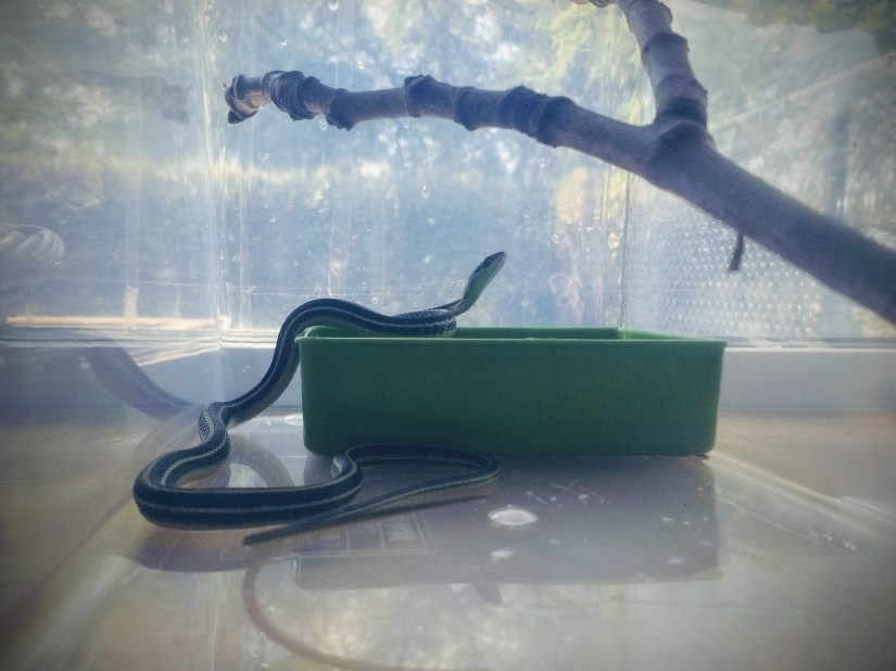 Class Pets in Science: Pros and Cons – Sockmonkey Science