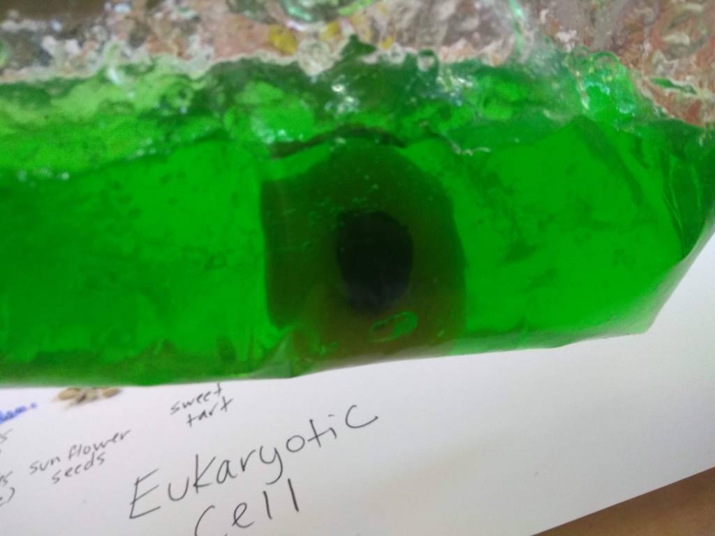 What’s in the Lab? ExCELLent Eukaryotic Cell Models – Sockmonkey Science