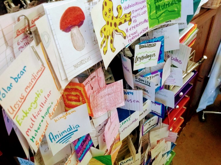 Classifying Organisms: Teaching Taxonomic Classification – Sockmonkey ...