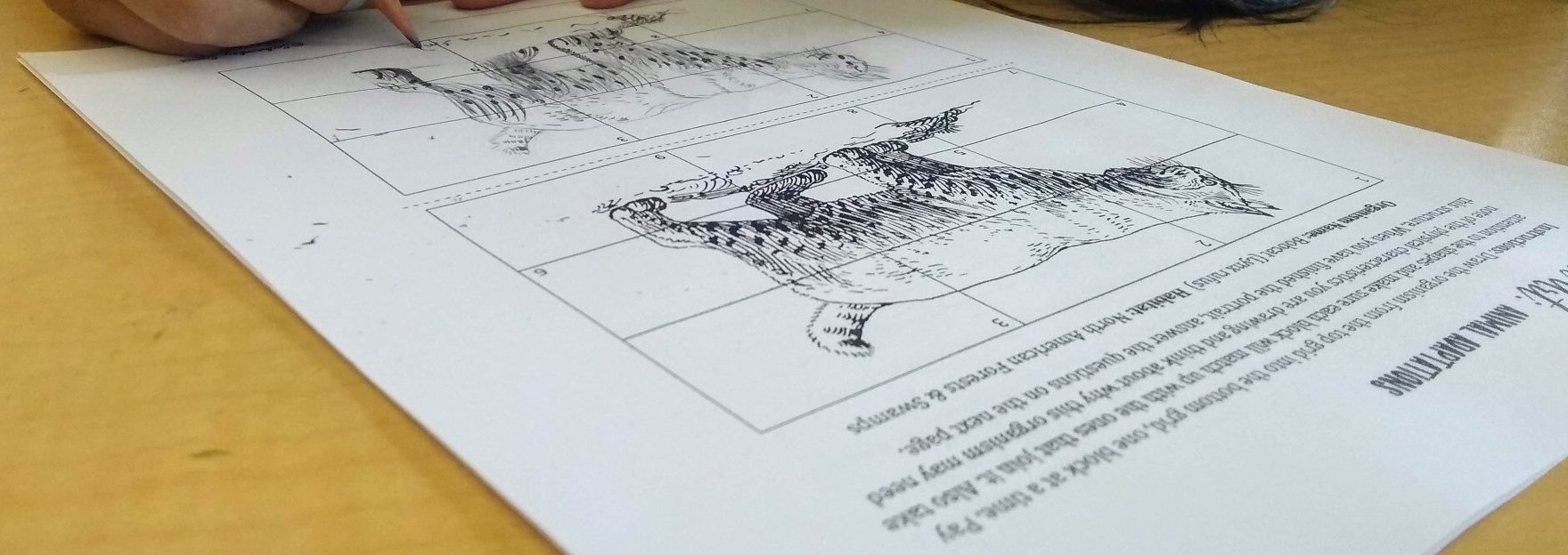 Teaching Science with Art: Animal Adaptations for Kids – Sockmonkey Science